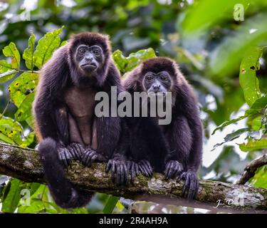 Group of howler monkeys in green rainforest rewilding area Stock Photo ...