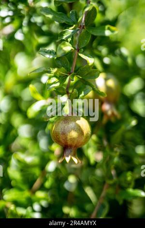 Closeup shot of an unripe green pomegranate growing on a tree Stock ...