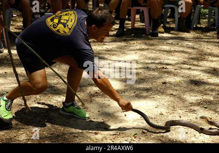 A U.S. Navy Sailor secures a cobra during jungle warfare training ...