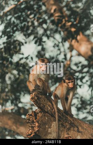 Two monkeys on a tree branch looking at each other in snowy Hallstatt ...