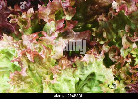 Lollo Rosso, red batavia lettuce Stock Photo - Alamy