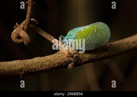 Colourful butterfly cicada (Flatidae ssp.) on branch in dry forest of ...