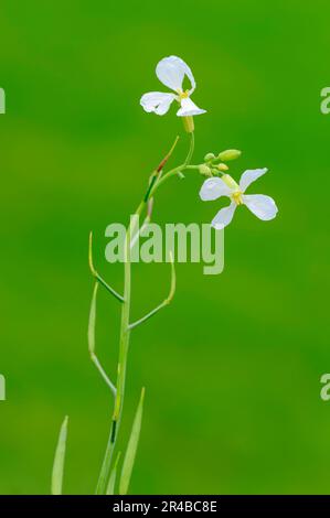Wild Radish (Raphanus raphanistrum), North Rhine-Westphalia, Germany ...