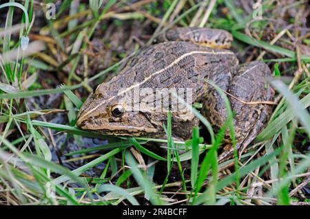 Indus Valley Bullfrog (Hoplobatrachus tigerinus) Amphibia Stock Photo ...