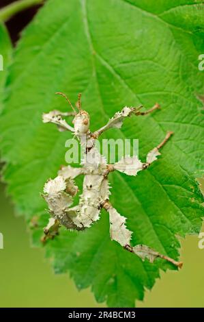 Australian Walking Stick, Maclaey's Spectre, Spiney Stick Insect or ...
