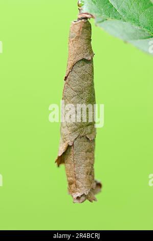 Birch Leaf-roller, leaf roll, North Rhine-Westphalia, Germany (Deporaus ...