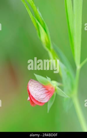 Lathyrus Nissolia; Grass-leaved Vetchling Stock Photo - Alamy