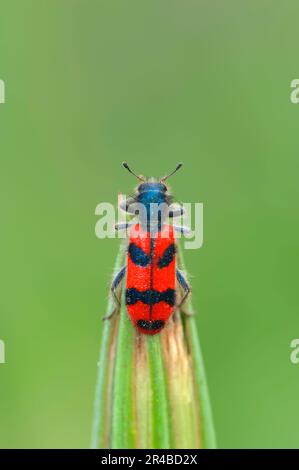 A shaggy bee beetle (Trichodes alvearius) sits on a leaf of a geranium ...