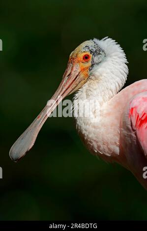 Roseate Spoonbill / Red Spoonbill Stock Photo - Alamy