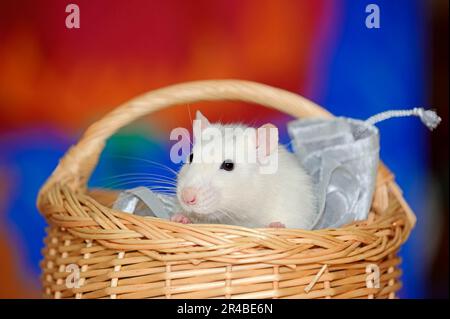 Coloured rat in basket (Rattus novegicus forma domestica), Husky rat ...