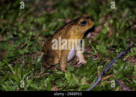 A close-up of Cane Toad at Hideaway Resort Fiji at night on leafs Stock ...