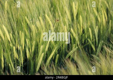 common banded Hoverfly flies past Barley field Stock Photo - Alamy