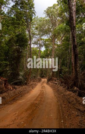 Dirt road inside a dense area of brazilian Amazon rainforest Stock ...