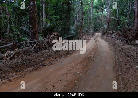 Dirt road inside a dense area of brazilian Amazon rainforest Stock ...