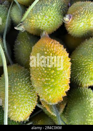 A vertical closeup of spiny gourds on a stack Stock Photo - Alamy
