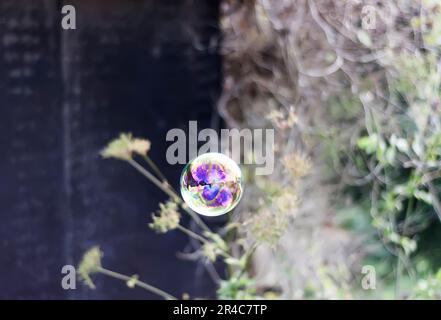 Rainbow soap bubble flying in air Stock Photo - Alamy