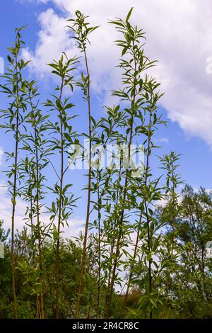 the young willow shoots have already changed color in the spring ...