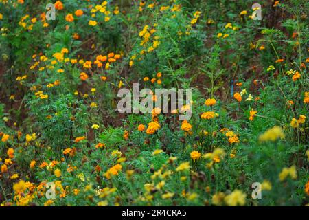Fields of cosmo flowers in the garden Stock Photo - Alamy