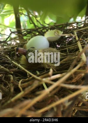 Bird nest with egg and nestling on tree branch. Hatchling Stock Photo ...