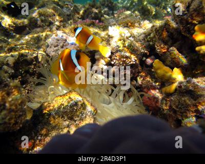 Clown fish amphiprion (Amphiprioninae). Red sea clown fish. Nemo Stock ...