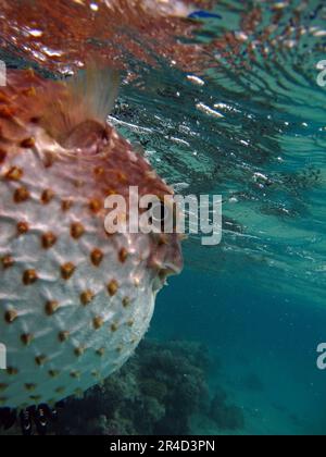Fish hedgehog. Yellow-spotted cyclicht - grows up to 34 cm, feeds on ...