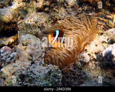Clown fish amphiprion (Amphiprioninae). Red sea clown fish. Nemo Stock ...