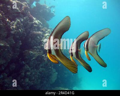 Beautiful, diverse and interesting fish living on the gorgeous reefs of ...