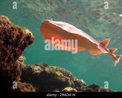 Beautiful, diverse and interesting fish living on the gorgeous reefs of ...