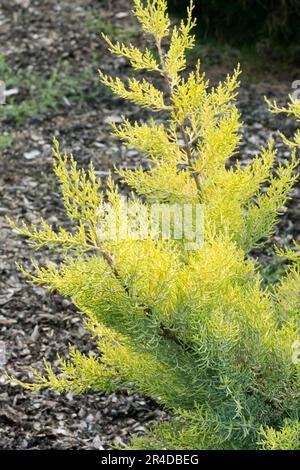Arizona cypress, Cupressus arizonica "Aurea", Smooth Cypress, Yellow ...