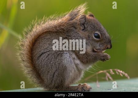 Arctic ground squirrel seen in northern Canada in the wild with close ...