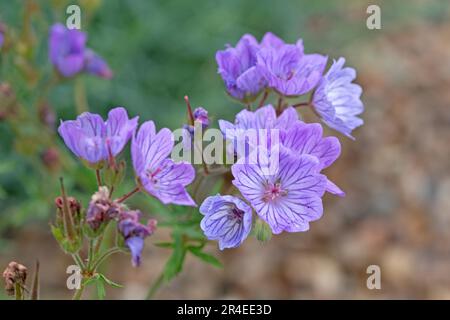 Sticky purple geranium. Close up macro image of flowers. Geranium ...