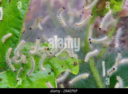 Nest of fall webworms, caterpillars of the Fall Webworm Moth ...