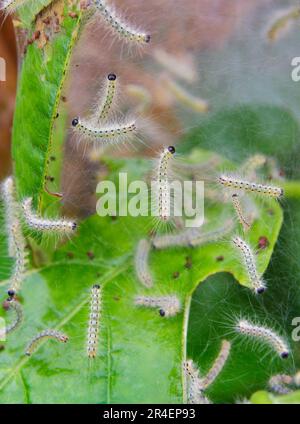 Nest of fall webworms, caterpillars of the Fall Webworm Moth ...