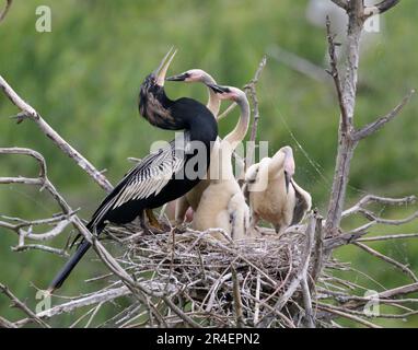 Anhinga (Anhinga anhinga) male with chicks begging for food, High ...