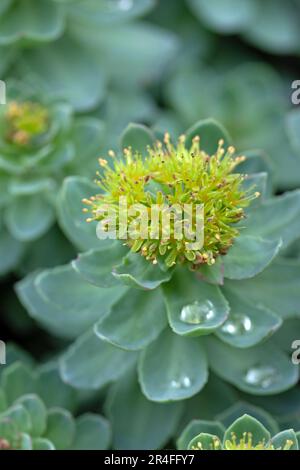 Roseroot stonecrop flower. Close up water drops on leaves. Sedum rosea ...