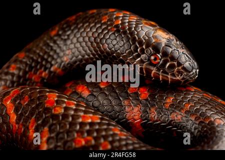 Calabar Ground Python, African Burrowing Python (Calabaria reinhardtii ...