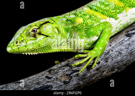 Monkey Tree Lizard Polychrus marmoratus with warning flap under chin ...