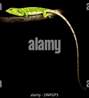 Monkey Tree Lizard Polychrus marmoratus with warning flap under chin ...
