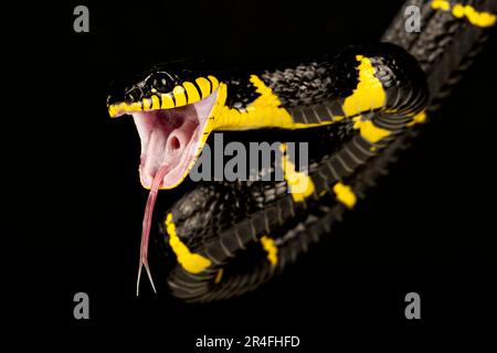 Mangrove Cat Snake or Boiga melanota resting on branch Stock Photo - Alamy