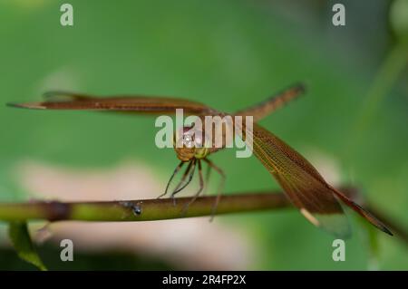 Indonesian Red-winged Dragonfly, Neurothemis terminata, Klungkung, Bali ...