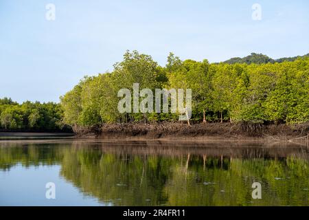 Mangrove forest, including trees and shrubs that grow in saline coastal ...