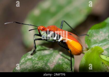 True Bug, Dindymus sp, female swollen with eggs on finger, Klungkung ...