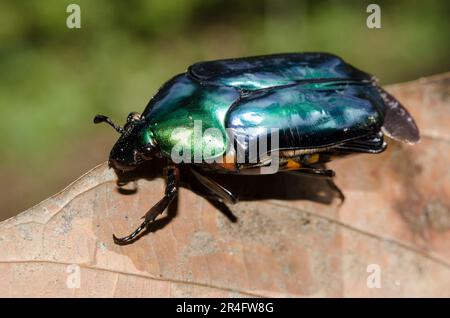 Scarab Beetle, Agestrata sp, on leaf, Klungkung, Bali, Indonesia Stock ...