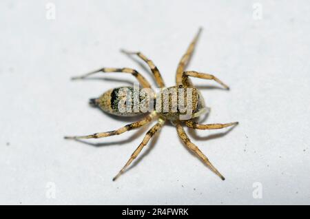 Jumping Spider, Cosmophasis umbratica, Klungkung, Bali, Indonesia Stock ...