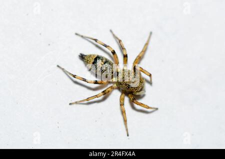 Jumping Spider, Cosmophasis umbratica, Klungkung, Bali, Indonesia Stock ...