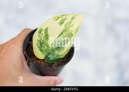 scindapsus jade satin variegated in the pot Stock Photo - Alamy