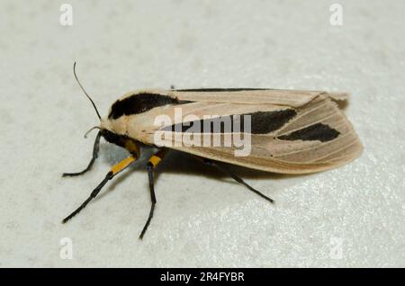 Tiger Moth, Creatonotos gangis, Klungkung, Bali, Indonesia Stock Photo ...