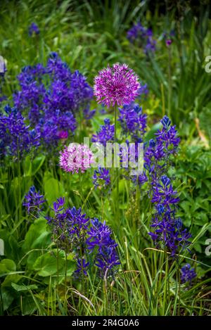 Camassia Leichtlinii Caerulea and Album flowers Stock Photo - Alamy