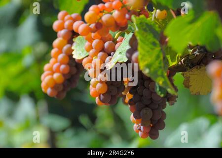 Traminer grapes on a Vine Stock Photo - Alamy