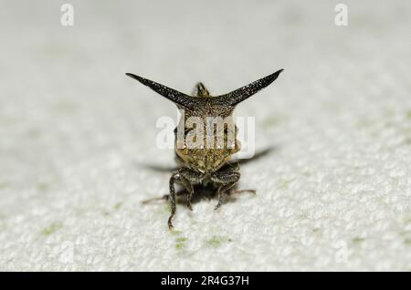 Horned Treehopper, Membracidae Family, with enlarged and ornate ...
